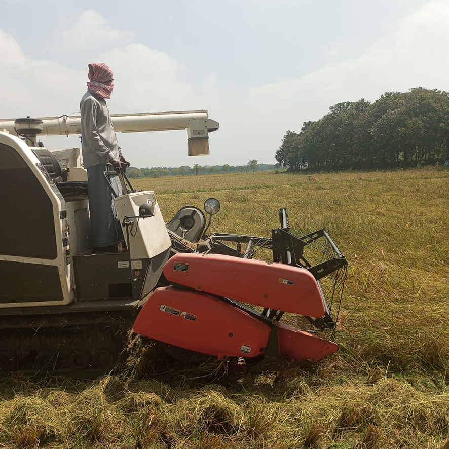 Busting Myths of Rice: A Journey Through Heritage and Truth – sotestore